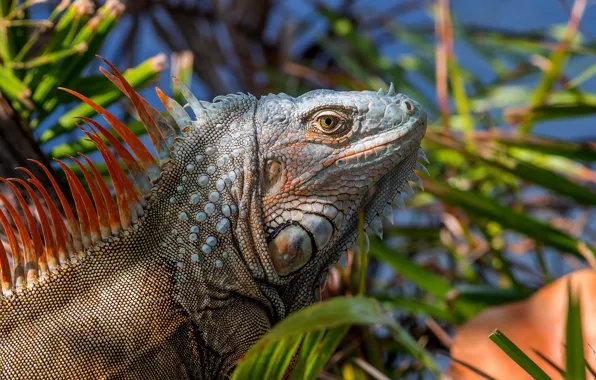 Wallpaper portrait, lizard, spikes for mobile and desktop, section ...