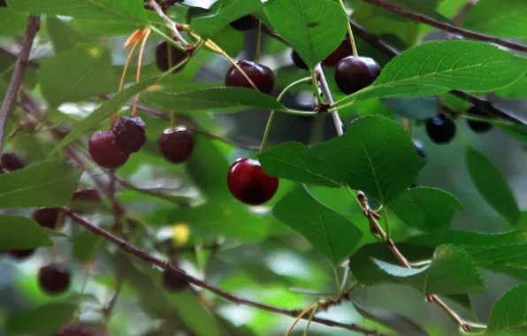 Wallpaper summer, leaves, cherry for mobile and desktop, section ...