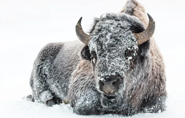 Wallpaper winter, snow, american, animal, wind, cold, buffalo, bison ...