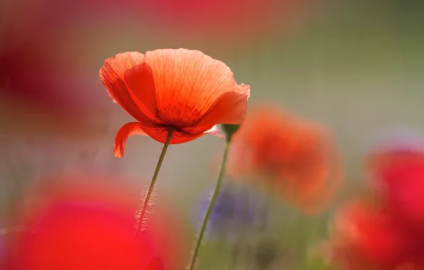 Wallpaper summer, flowers, background, Mac, Maki, blur, red, bokeh for ...