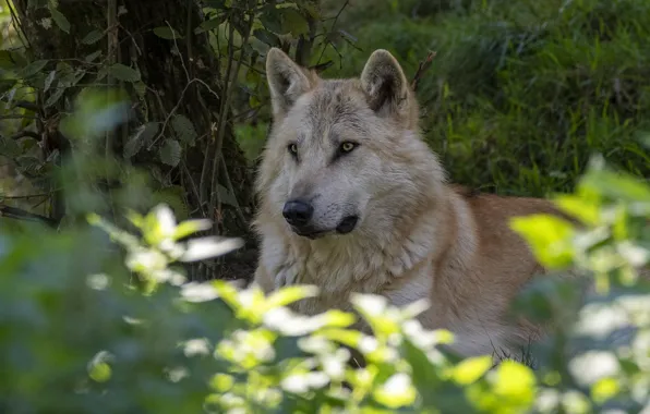 Wallpaper look, face, light, nature, foliage, wolf, the bushes for ...