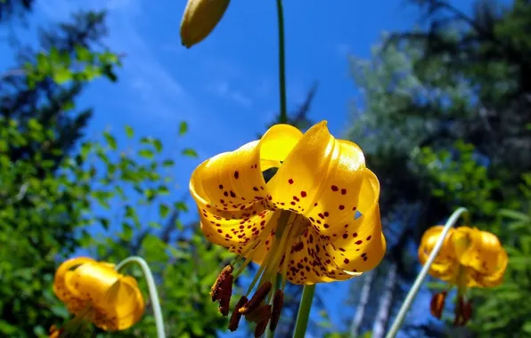 Wallpaper greens, the sky, flowers for mobile and desktop, section ...