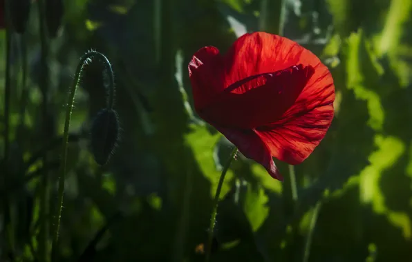 Wallpaper flower, macro, light, red, Mac, Maki, Bud, green background ...