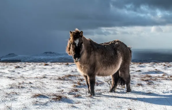 Download wallpaper winter, field, horse, section animals in resolution ...
