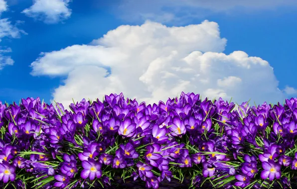Wallpaper the sky, crocuses, bouquets.spring for mobile and desktop ...