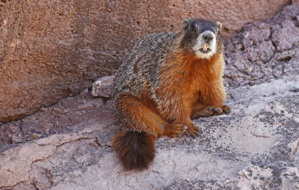 Wallpaper nature, teeth, rodent, yellow-bellied marmot for mobile and ...
