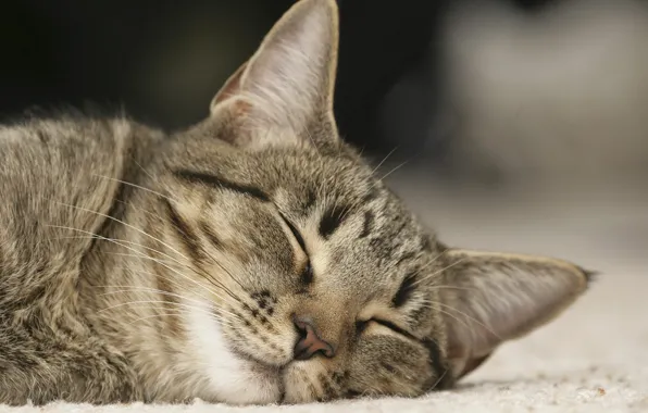 Wallpaper carpet, sleep, Cat, sleeping images for desktop, section ...