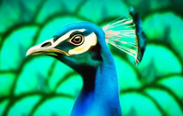Wallpaper nature, bird, peacock for mobile and desktop, section ...