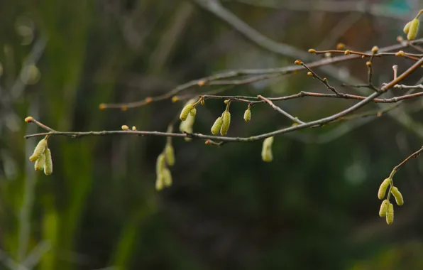 Wallpaper forest, park, tree, twig for mobile and desktop, section ...