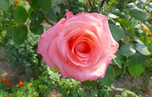 Wallpaper summer, flowers, roses, garden, pink, flowerbed for mobile ...