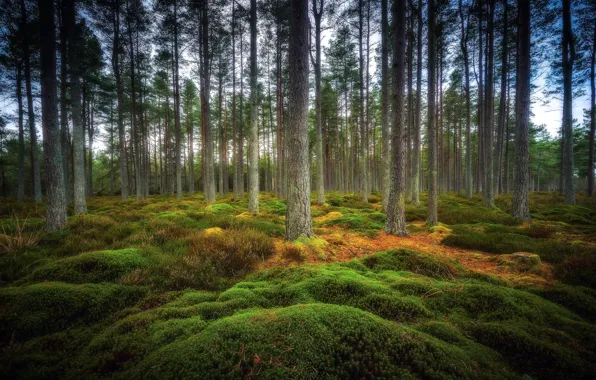 Wallpaper forest, Scotland, Scotland, Perthshire images for desktop ...