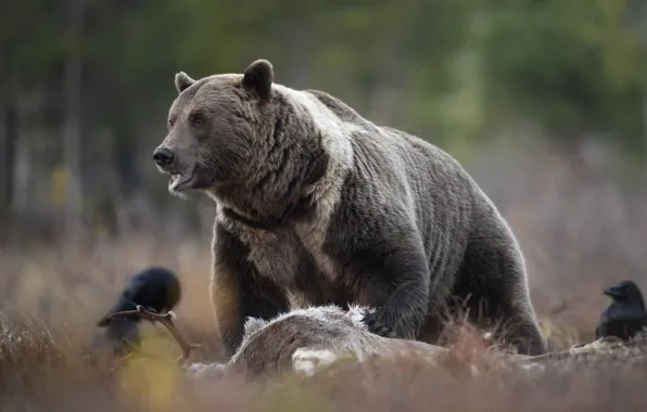 Wallpaper forest, look, face, birds, nature, pose, glade, deer for ...
