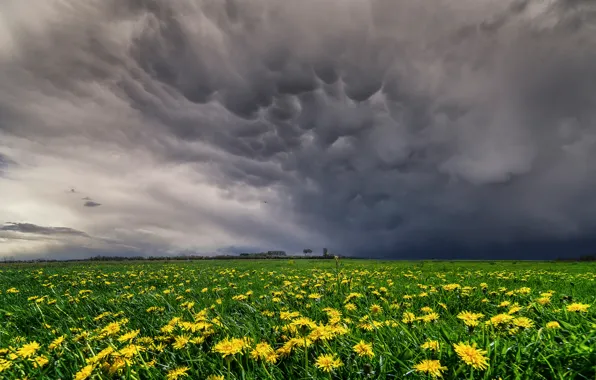 Download wallpaper field, the sky, flowers, Spring, yellow, meadow, May ...