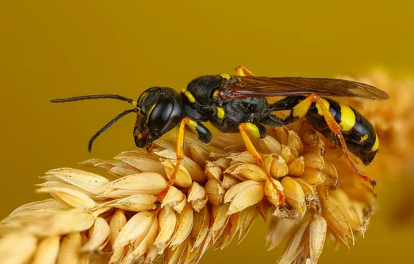 Download wallpaper macro, background, plant, OSA, insect, spike ...