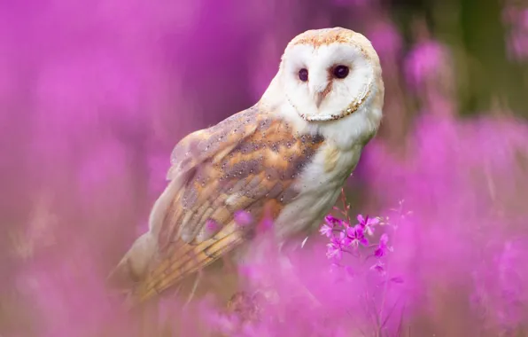 Owls Wallpaper Pink