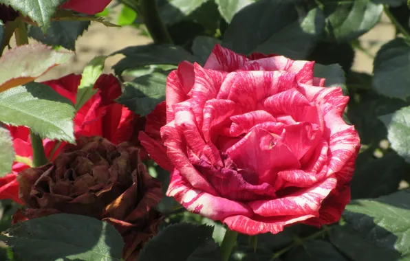 Wallpaper roses, spring 2018, Meduzanol © for mobile and desktop ...