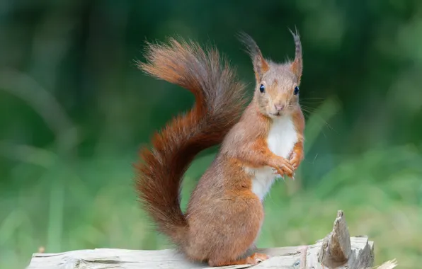 Download wallpaper pose, protein, green background, section animals in ...