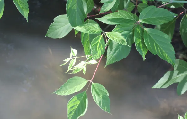 Wallpaper Leaves, Background, Mamala ©, Spring 2018 for mobile and ...