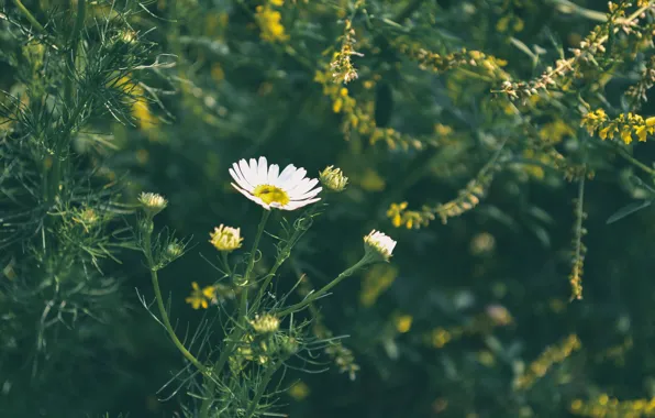 Wallpaper greens, grass, flowers, chamomile for mobile and desktop ...