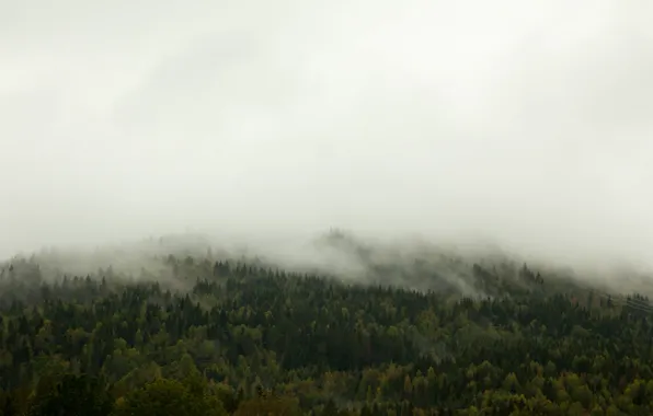 Wallpaper trees, fog, hill for mobile and desktop, section природа ...