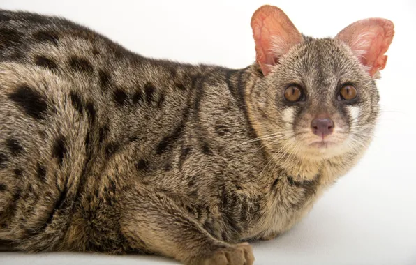 Wallpaper look, white background, predatory, Chord, mammal, Genet ...