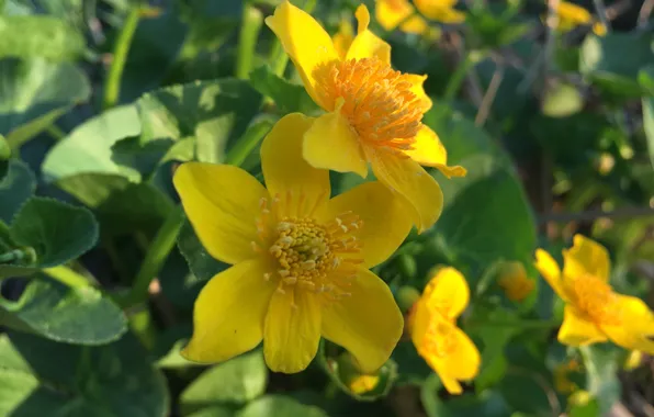 Download wallpaper macro, plant, yellow flowers, macro the, plant ...