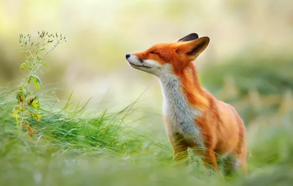 Download wallpaper grass, background, Fox, Fox, section animals in ...