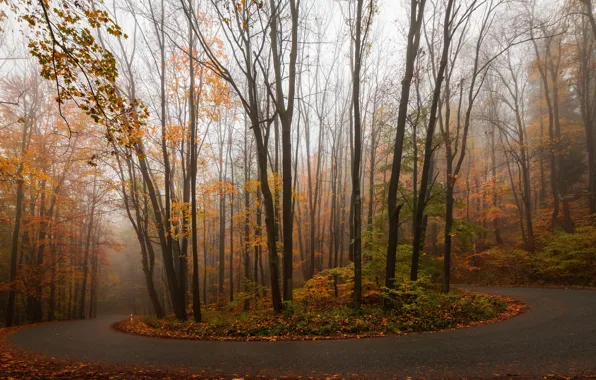 Wallpaper road, autumn, forest for mobile and desktop, section природа ...