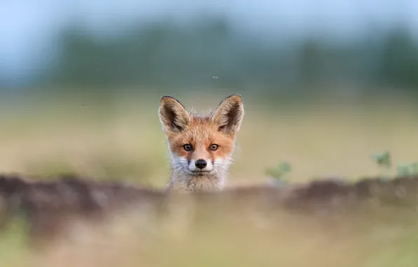 Wallpaper nature, background, Fox, face, bokeh, Peeps, Fox for mobile ...