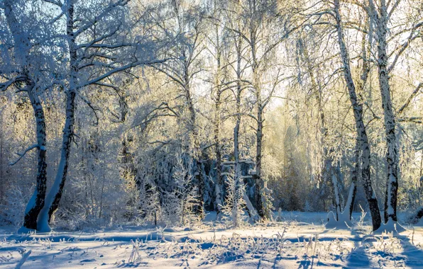 Wallpaper snow, frost, Sunny, birch for mobile and desktop, section ...