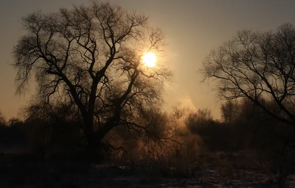 Download wallpaper winter, the sky, snow, trees, section landscapes in ...