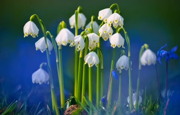 Wallpaper macro, spring, bokeh, Snowflake for mobile and desktop, section цветы, resolution ...