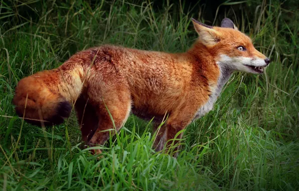 Download wallpaper grass, look, face, pose, glade, Fox, profile, red ...
