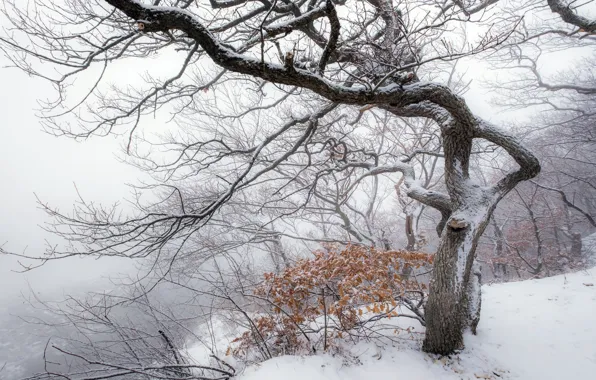 Wallpaper winter, forest, nature for mobile and desktop, section ...