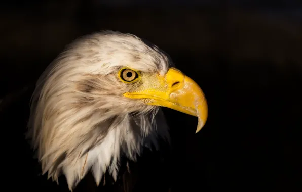 Wallpaper look, bird, beak, Orlan for mobile and desktop, section ...