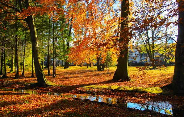 Download wallpaper park, autumn, tree, fall, section landscapes in ...