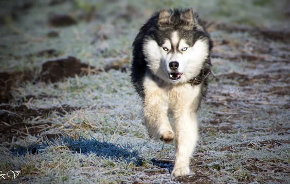 Download wallpaper Husky, Monster, Metiz, section dog in resolution ...