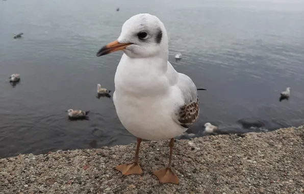 Wallpaper Sea, Seabirds, mewa for mobile and desktop, section животные ...
