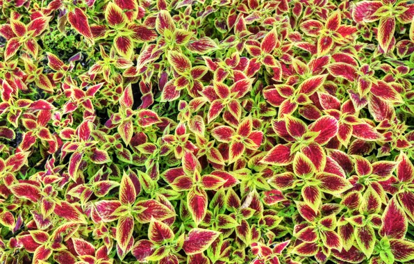 Wallpaper leaves, nature, paint, plant, Coleus In Bloom images for ...