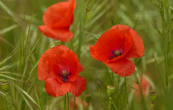 Download wallpaper flowers, Maki, trio, section flowers in resolution ...