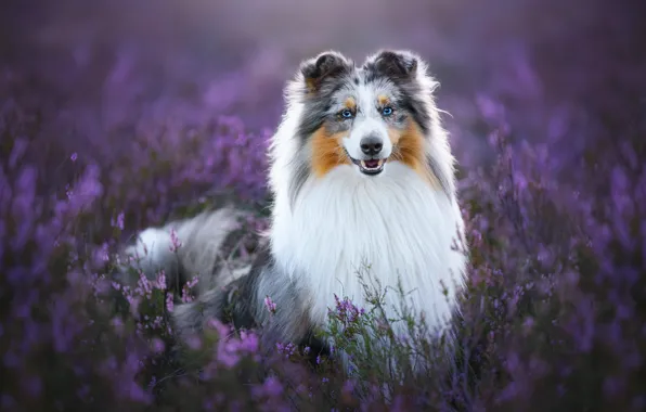 Wallpaper field, dog, lavender images for desktop, section собаки ...