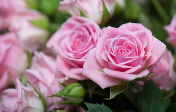 Wallpaper roses, blur, Pink rose for mobile and desktop, section цветы ...