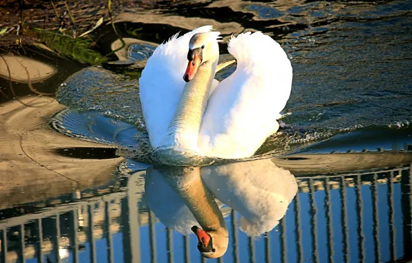 Wallpaper white, water, light, reflection, bird, shore, swans, pond for ...