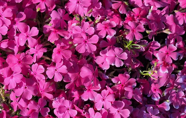 Wallpaper Spring, Krzak, Colorful flowers for mobile and desktop ...