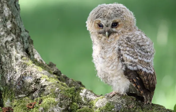 Wallpaper bird, baby, Owlet for mobile and desktop, section животные, resolution 2048x1365 ...