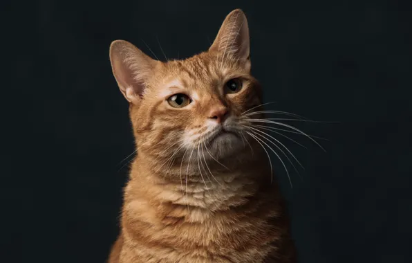 Download wallpaper cat, face, red, section cats in resolution 3000x1688