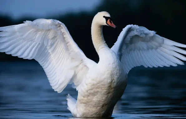 Wallpaper white, bird, swans, pond, wingspan for mobile and desktop, section животные ...