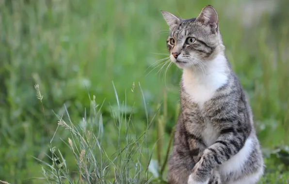 Wallpaper cat, look, cat for mobile and desktop, section кошки ...