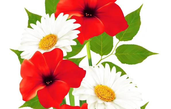 Wallpaper flowers, Maki, chamomile images for desktop, section цветы ...