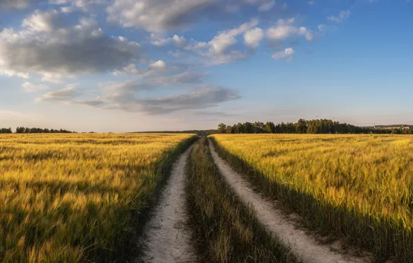Download wallpaper road, field, rye, section landscapes in resolution ...